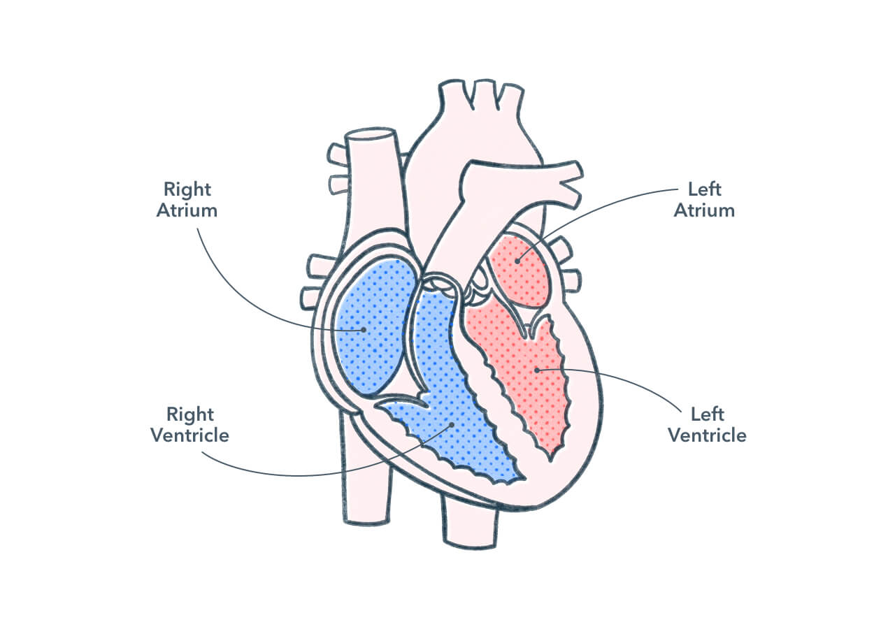 Basic Heart Anatomy