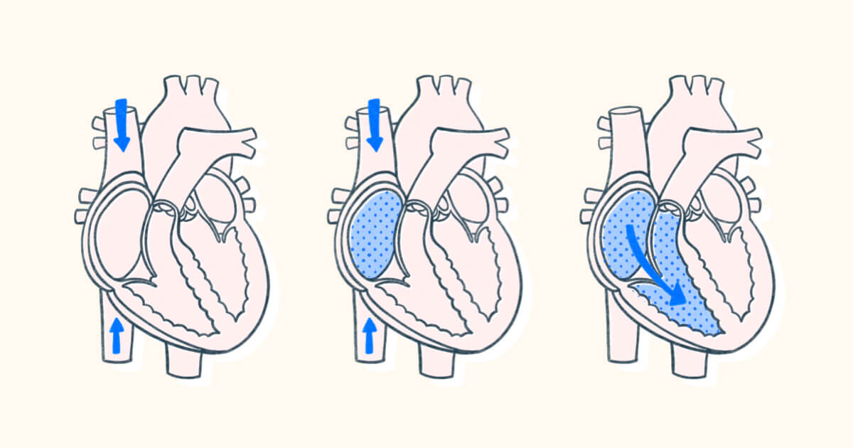 Anatomy and Physiology of the Human Heart - Pocket Prep