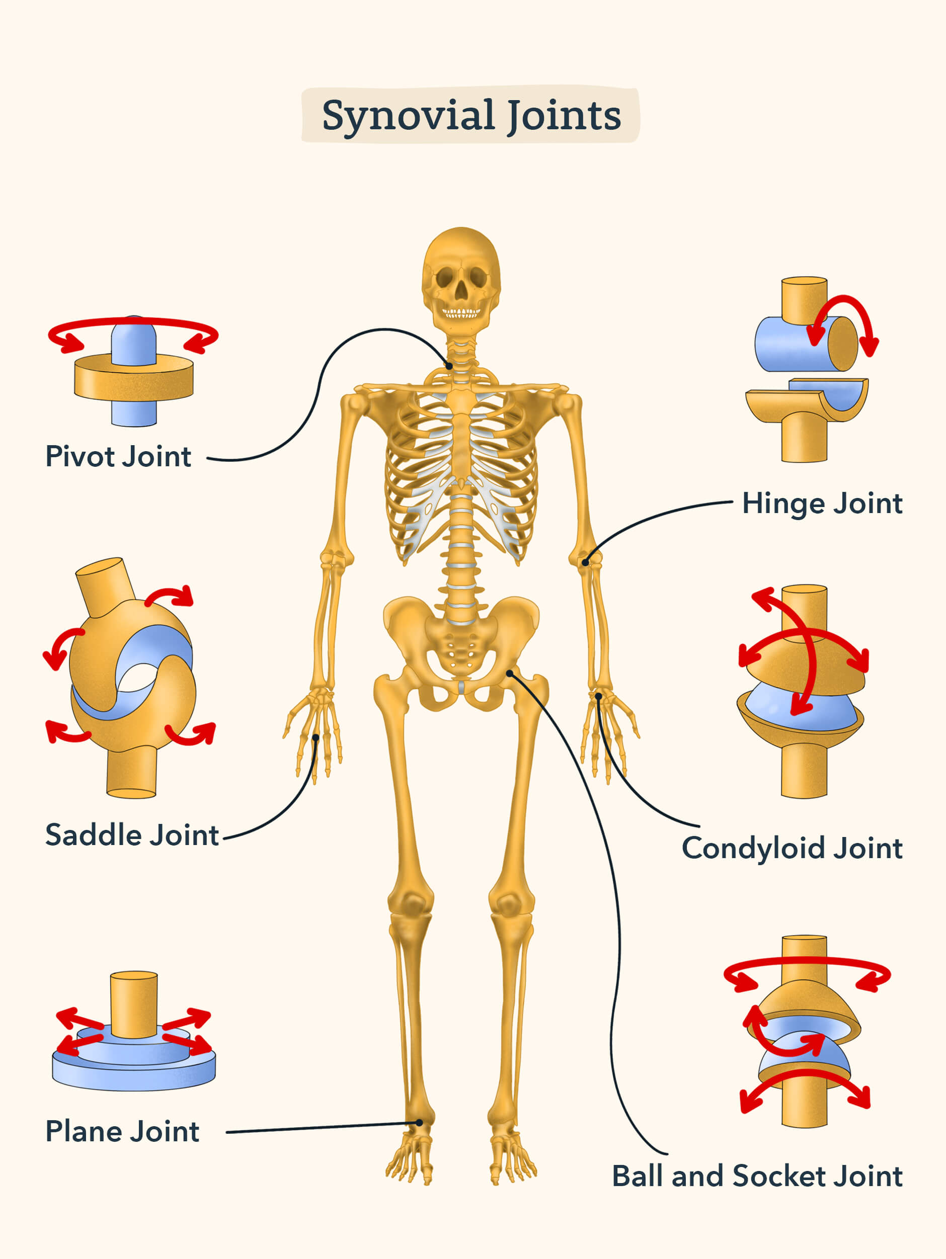 The Ultimate Guide To The High Score In The HESI A2 Anatomy And The Ultimate Guide To The High Score In The HESI A2 Anatomy And