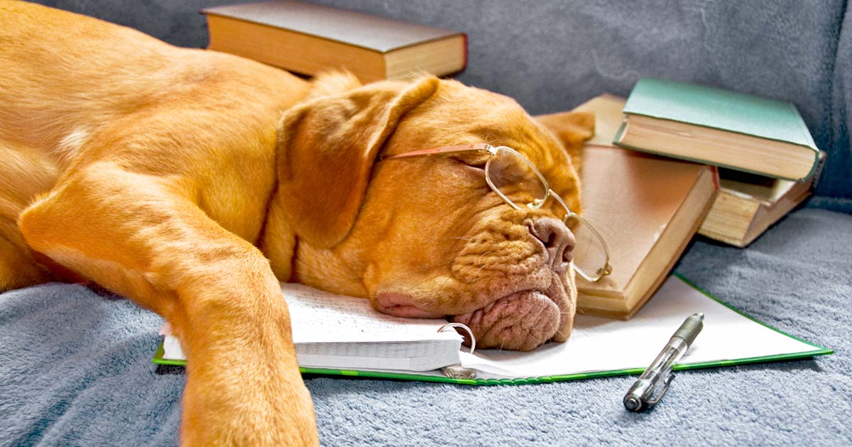 How To Study When You're Short On Time - Pocket Prep